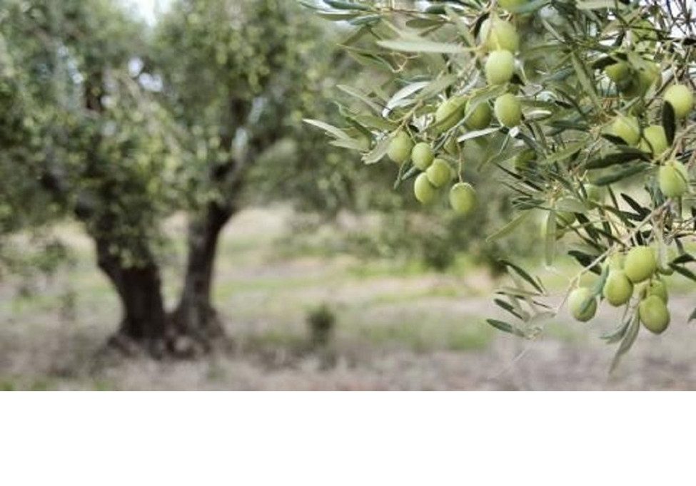 Olive tree adaptation - UIT Sustainable Development
